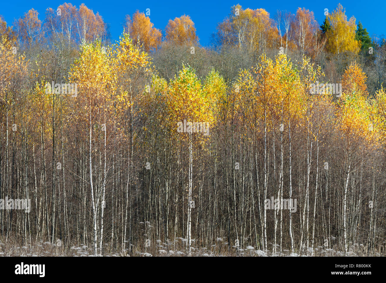 Pleasant environment river forest hi-res stock photography and images ...