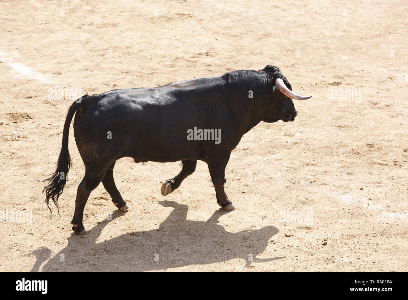 Fighting bull in the arena. Bullring. Toro bravo. Spain. Horizontal ...