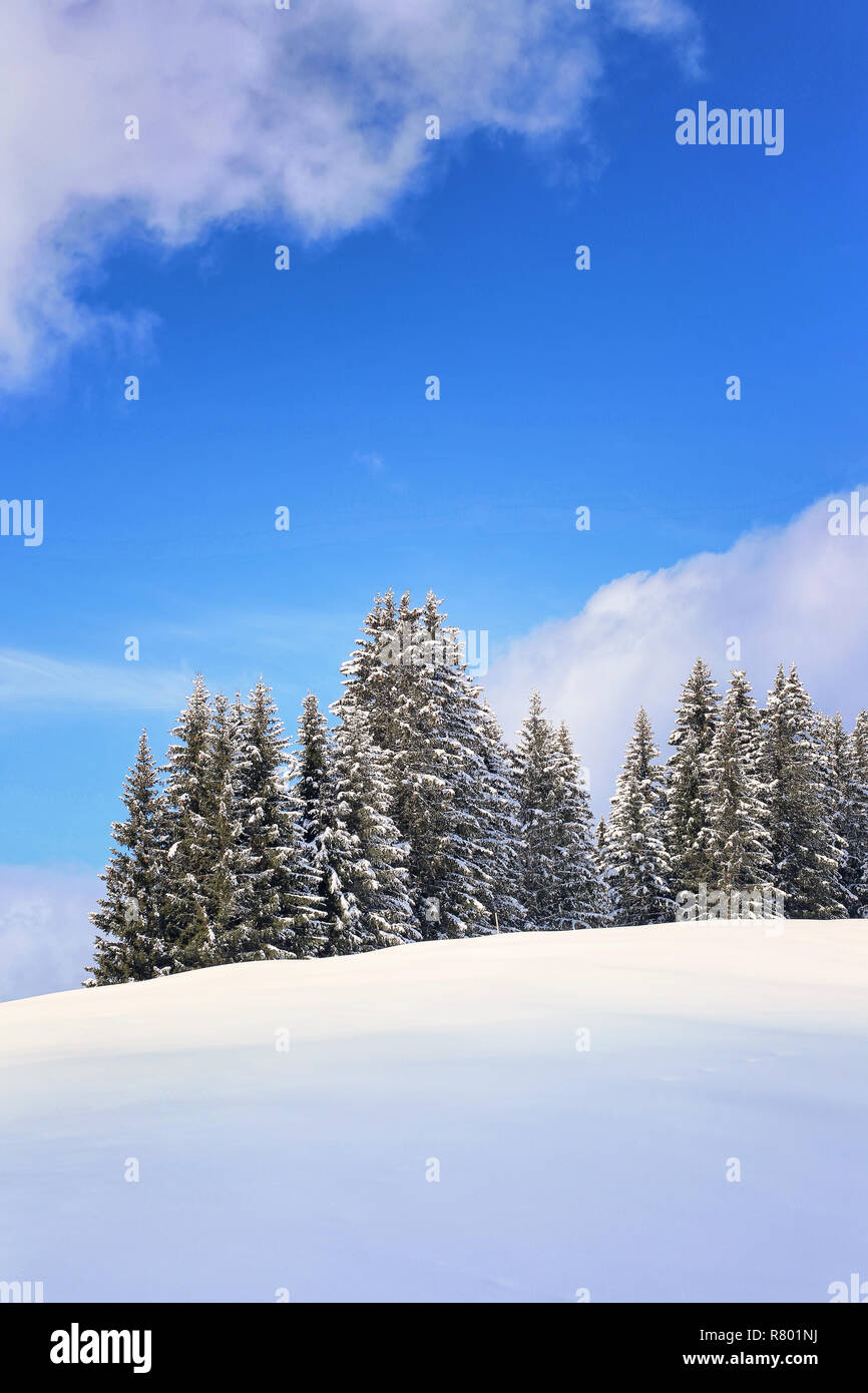 Beautiful winter landscape fir trees hi-res stock photography and ...