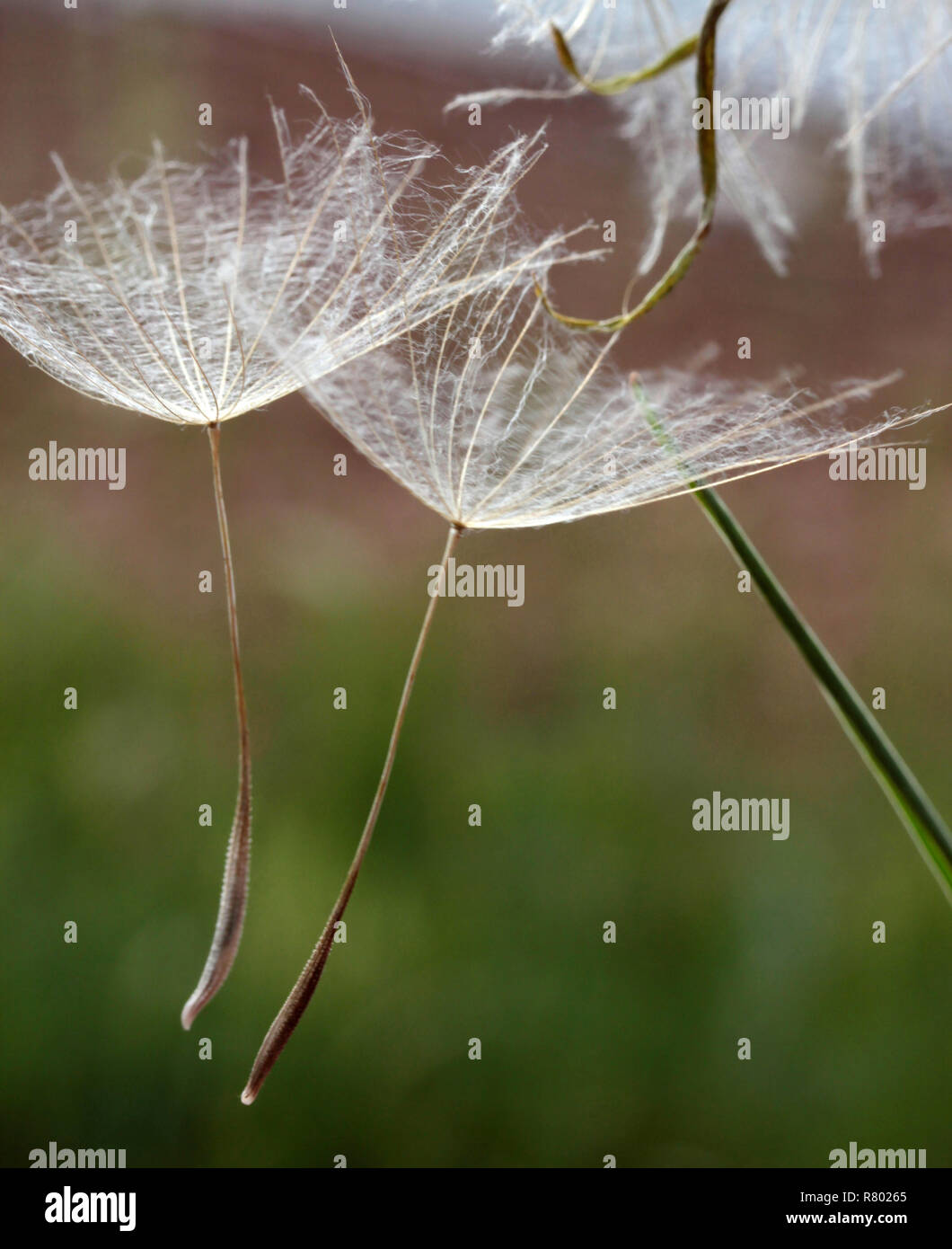dandelion seeds on natural background Stock Photo - Alamy