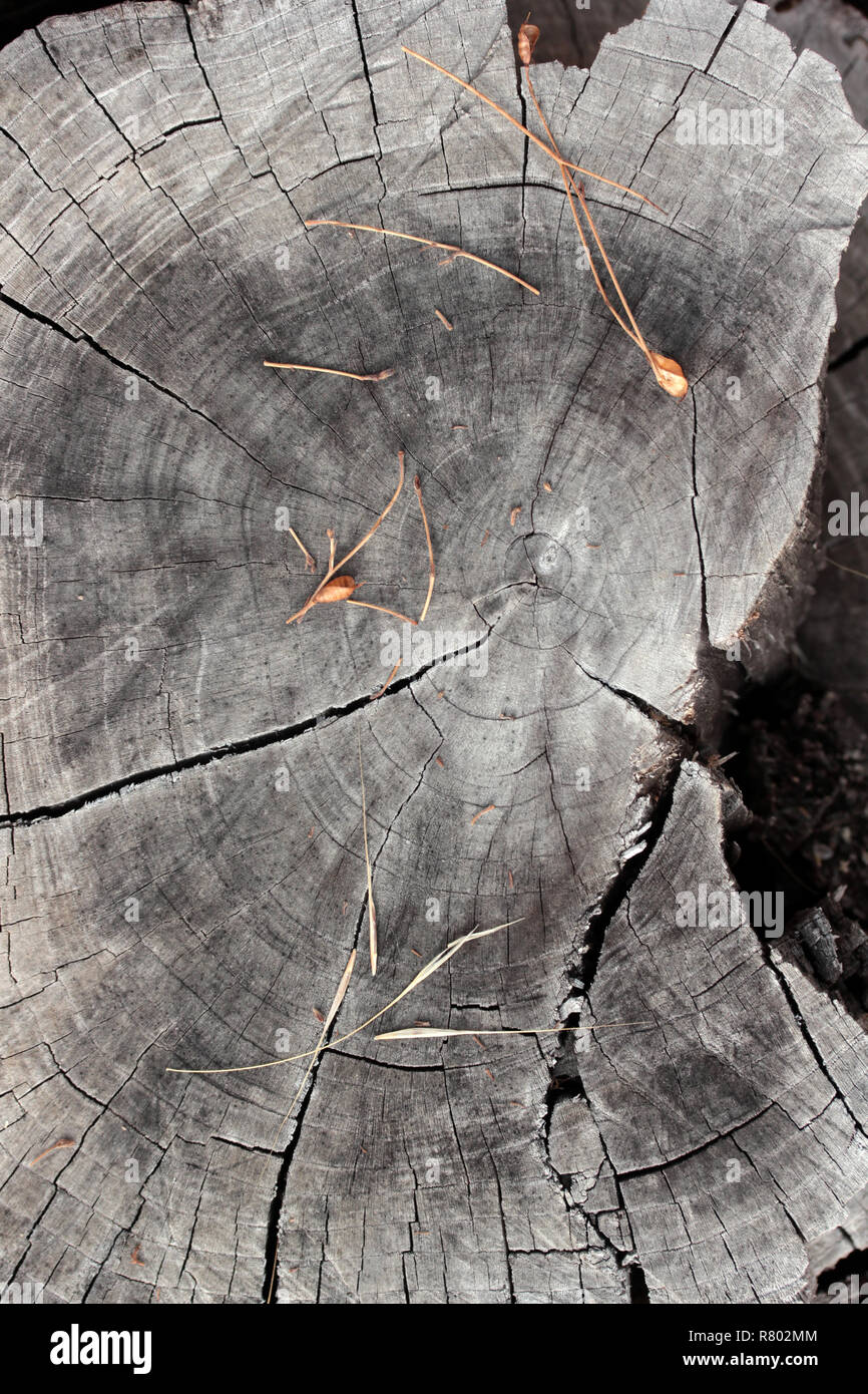 log cut off texture close-up Stock Photo - Alamy