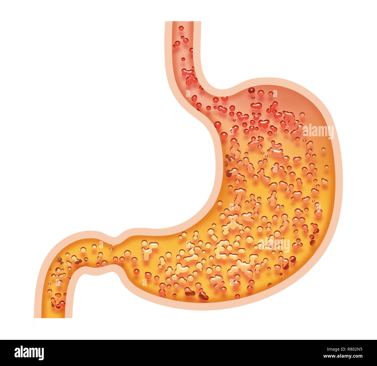Stomach isolated on white background Stock Photo - Alamy