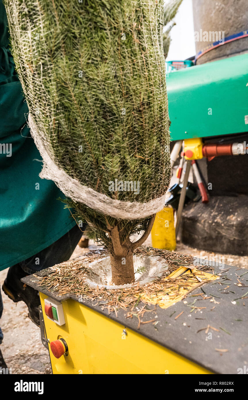 detailed view of a man drilling holes into Christmas trees with a floor ...