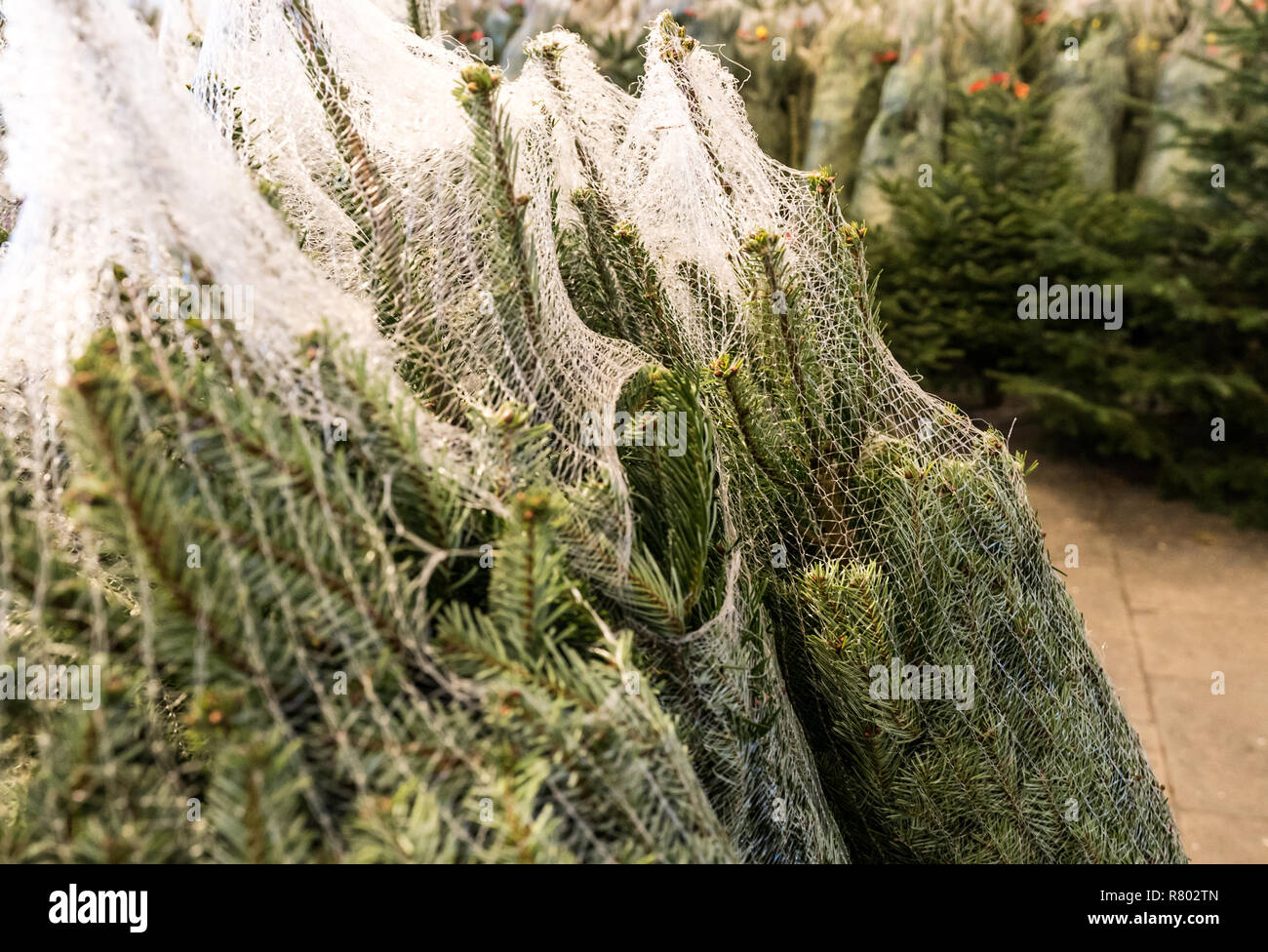 detailed view of many Christmas trees wrapped in plastic nets cut and ...