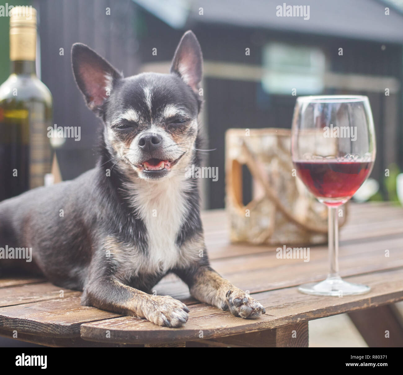Cute chihuahua laying outside on a table with a glass of wine next to ...