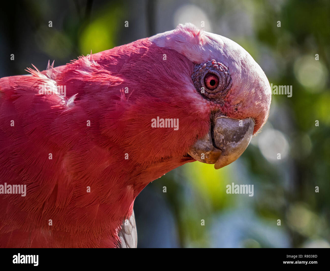 Galah in the wild hi-res stock photography and images - Alamy