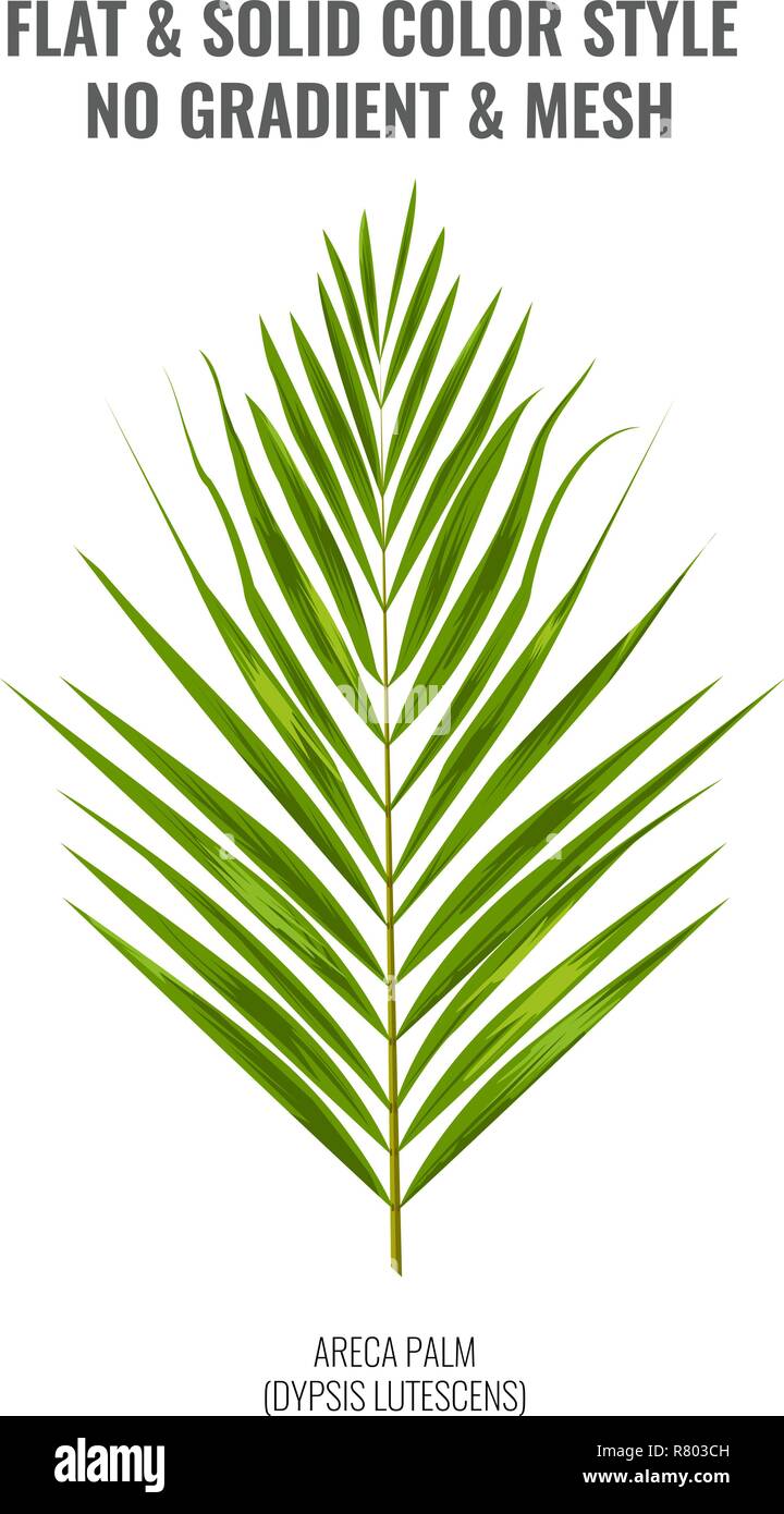 Areca palm sketch or watercolor style by hand drawing. Palm leaf for ...