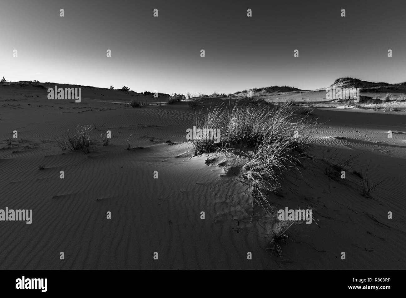 Desert tufts grass Black and White Stock Photos & Images - Alamy