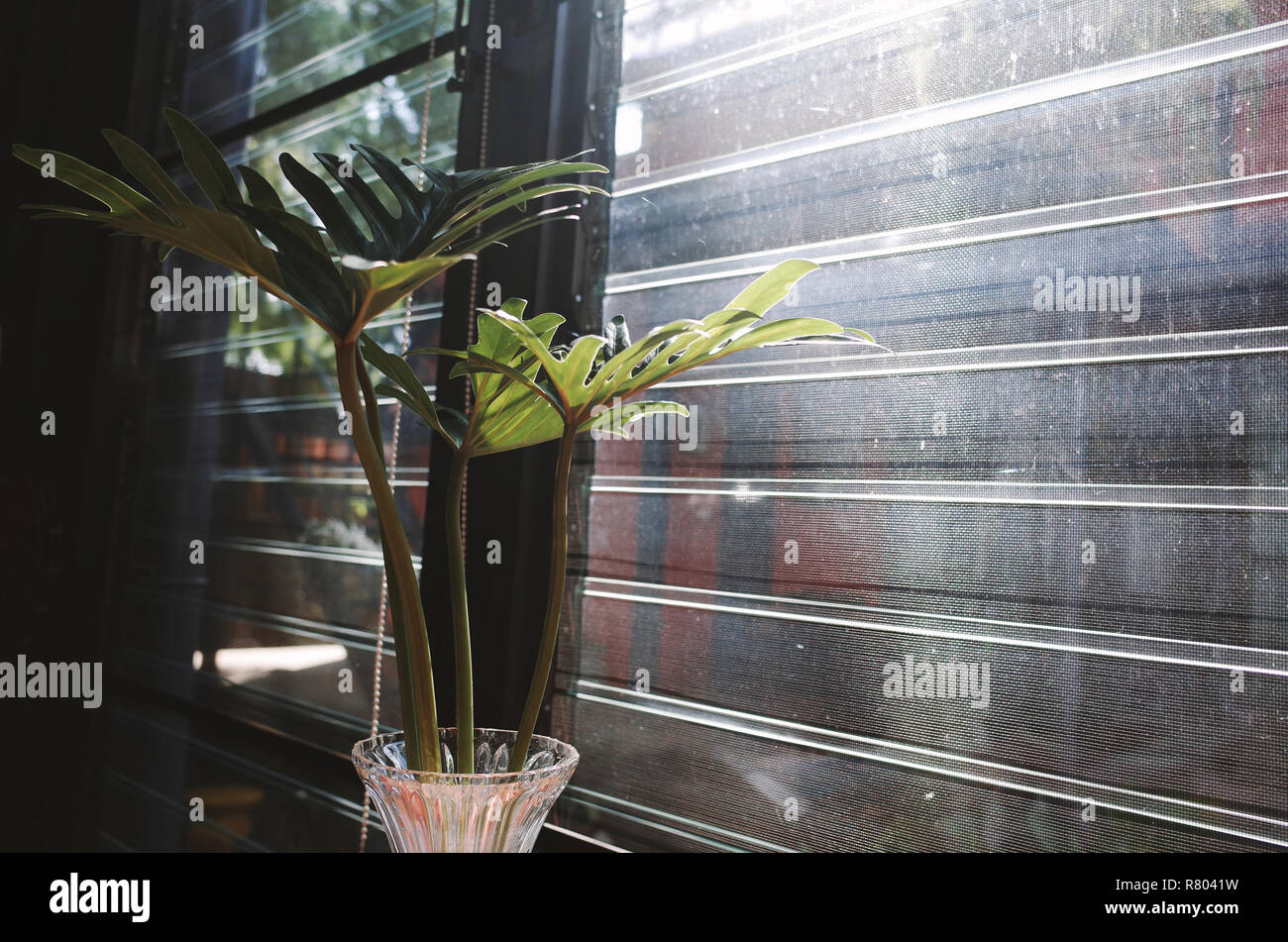 Green plants near window Stock Photo - Alamy