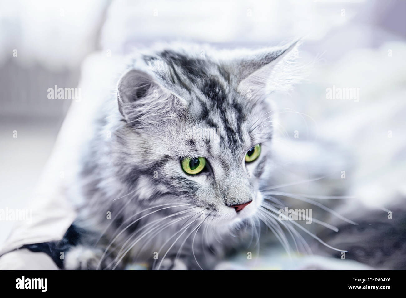 A beautiful fluffy gray thoroughbred cat Meinkun looks. Surprised ...