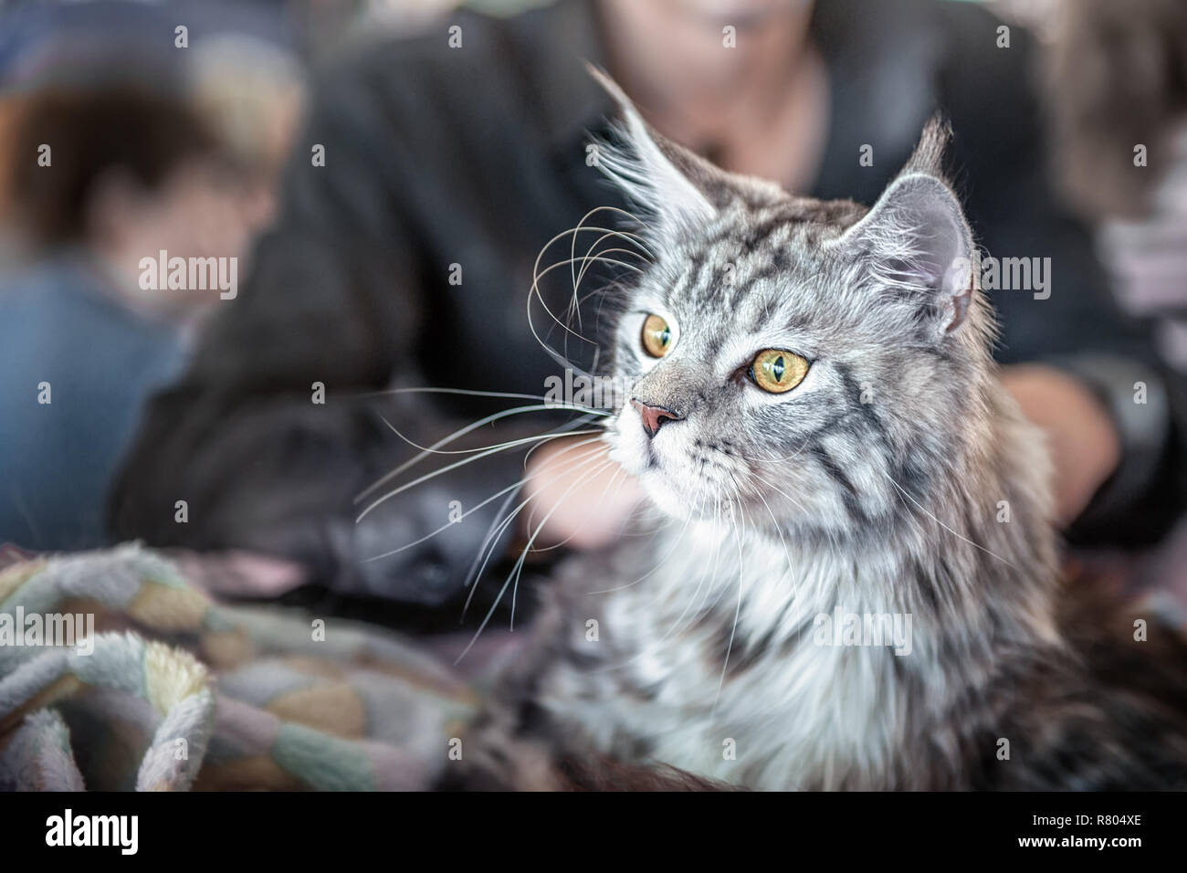 A beautiful fluffy gray thoroughbred cat Meinkun looks. Surprised ...