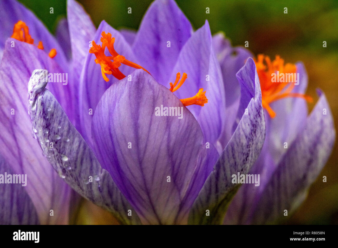 Dwarf fall crocus flower hi-res stock photography and images - Alamy