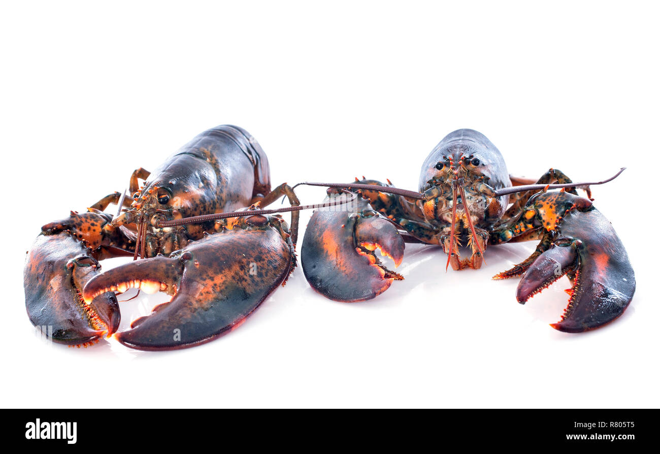 two lobsters in front of white background Stock Photo - Alamy