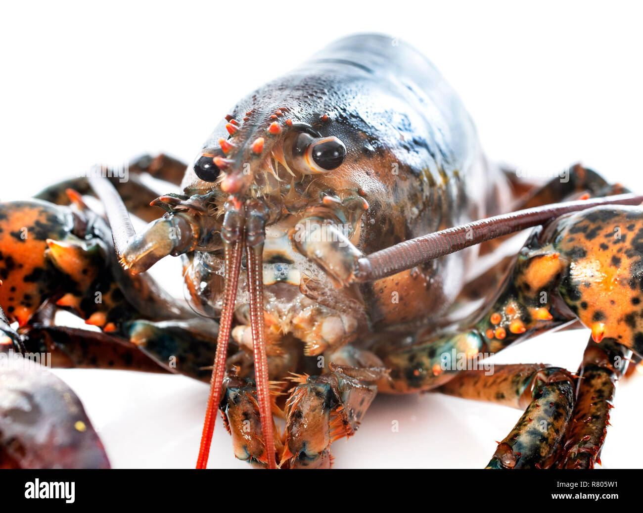 close up of lobsters in front of white background Stock Photo - Alamy