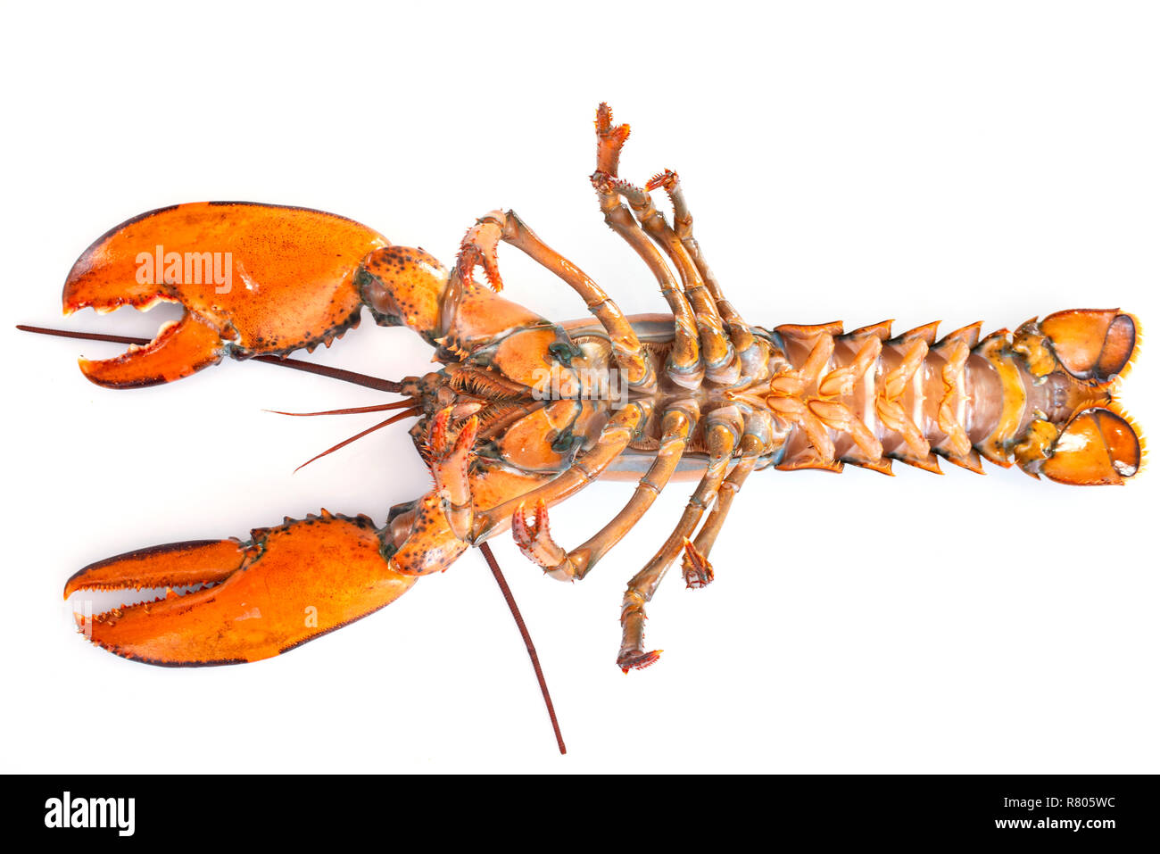 back of lobster in front of white background Stock Photo - Alamy