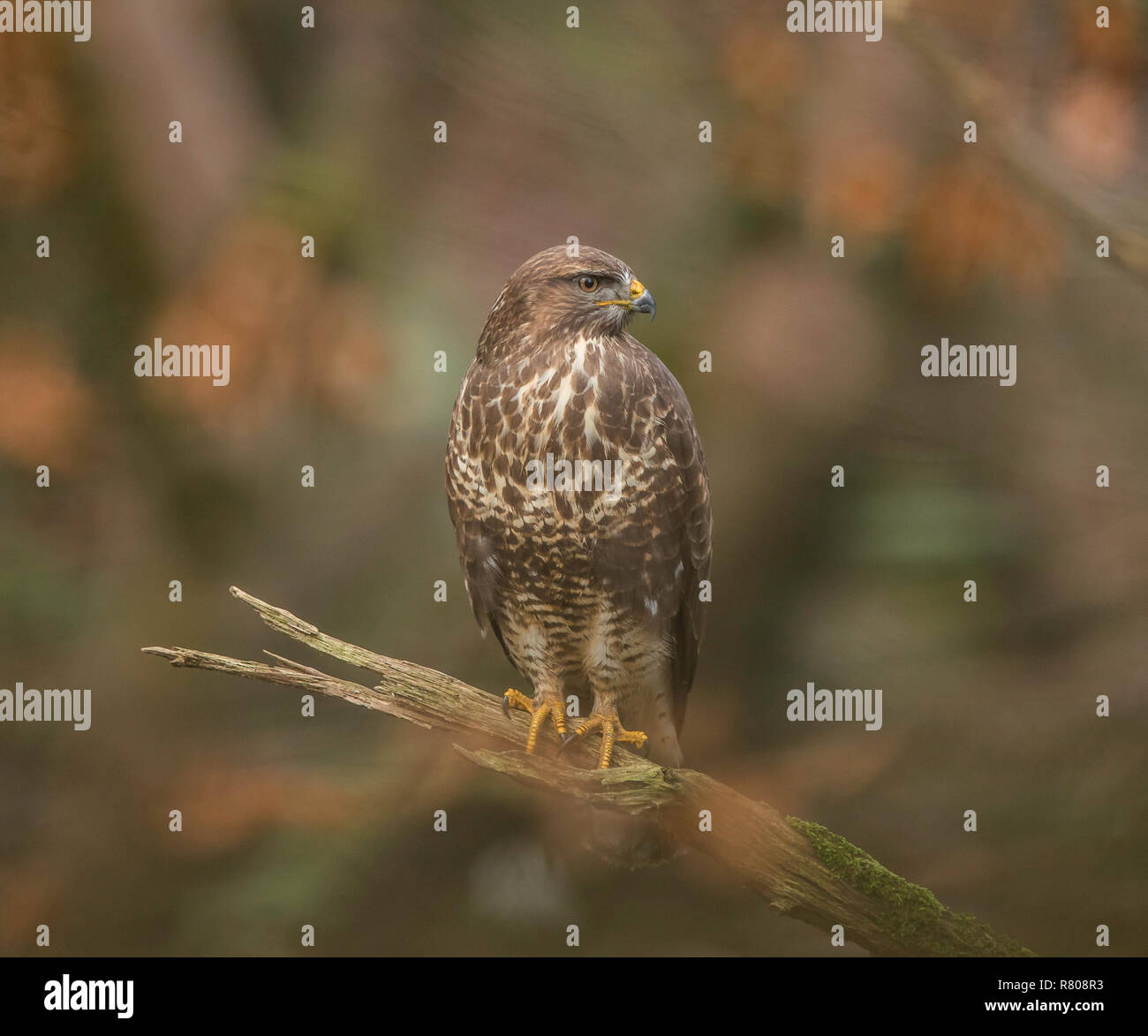 Young buzzard uk hi-res stock photography and images - Alamy