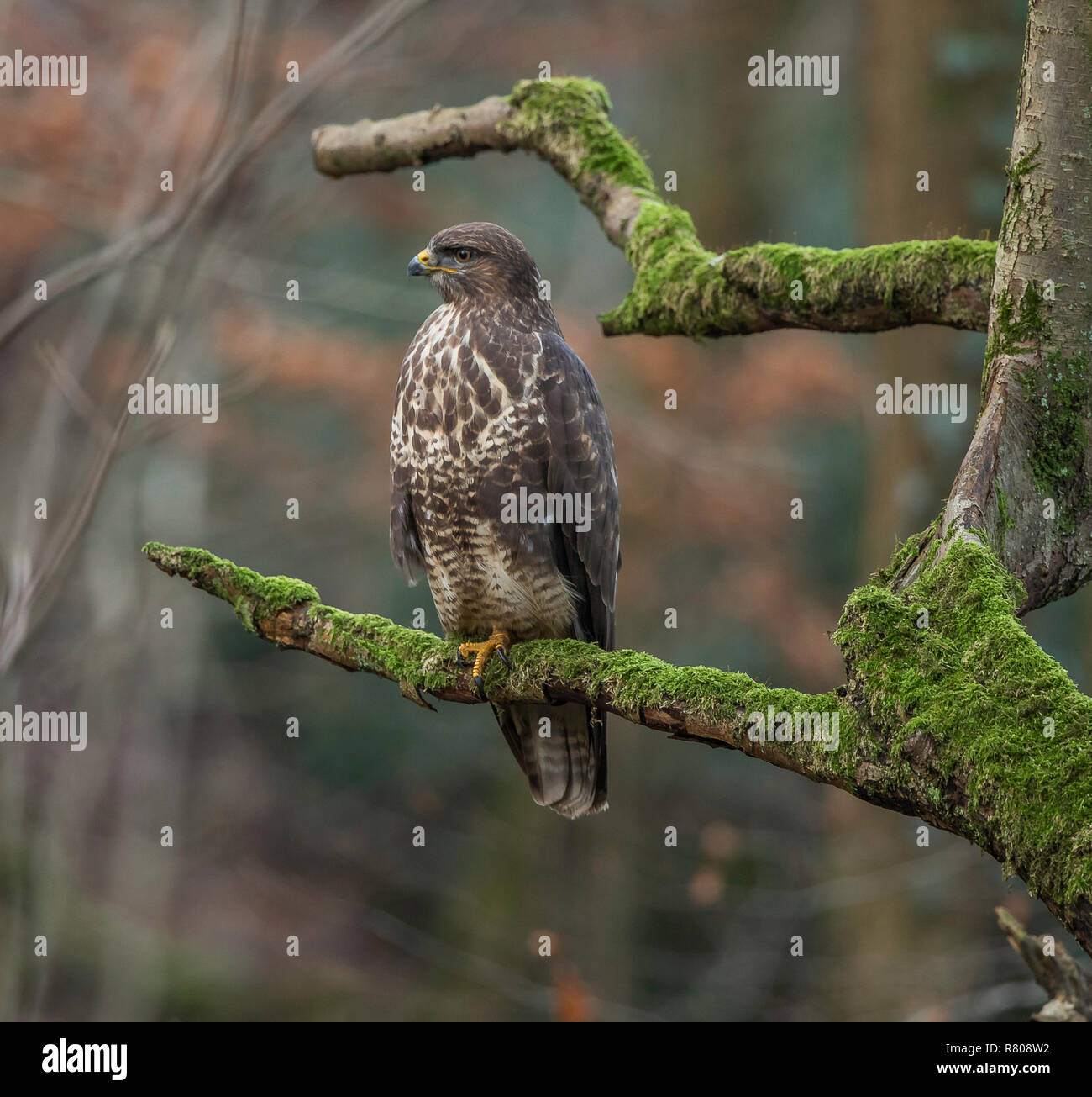 Open tallons hi-res stock photography and images - Alamy