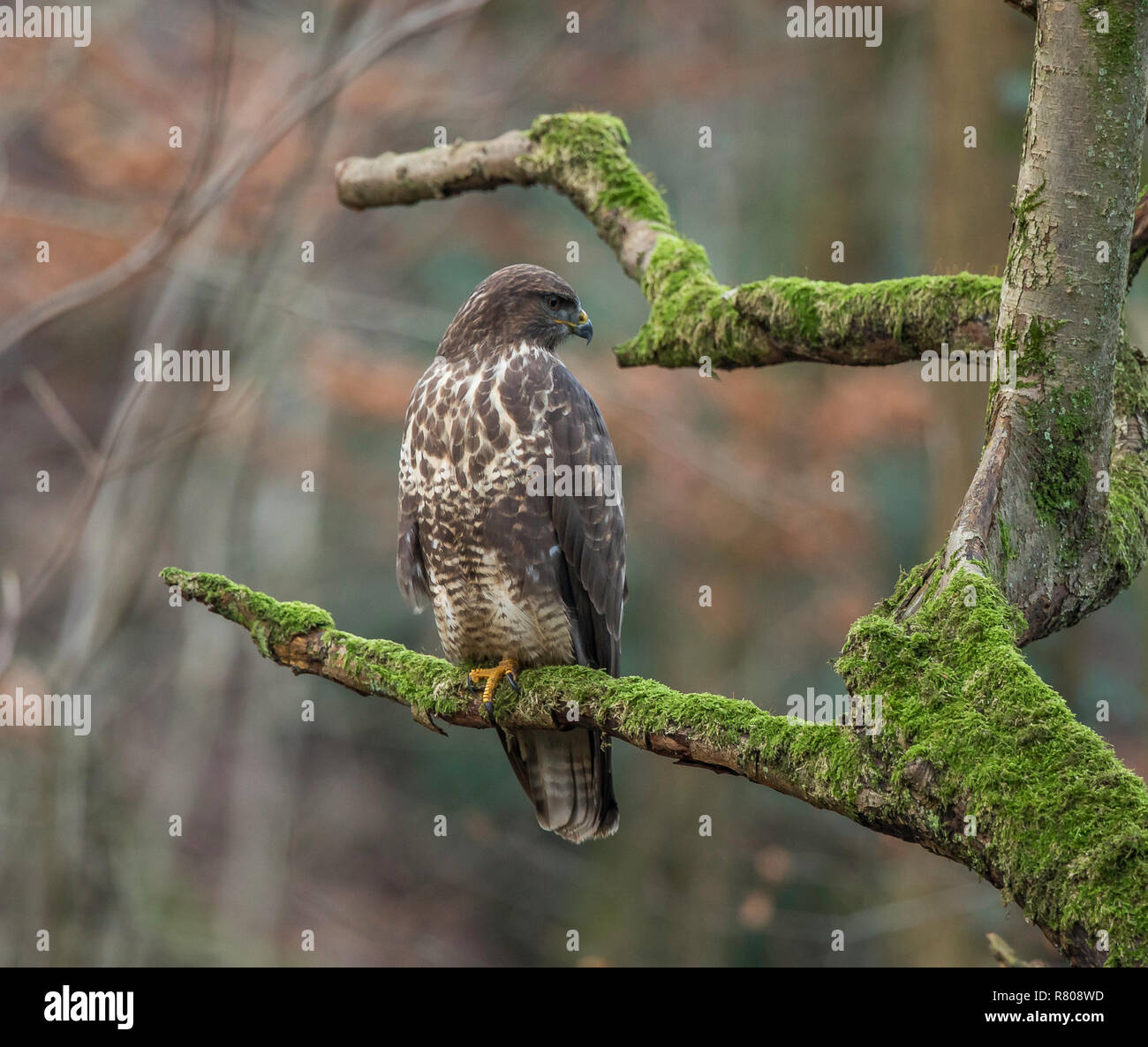 Wild male common buzzard hi-res stock photography and images - Alamy