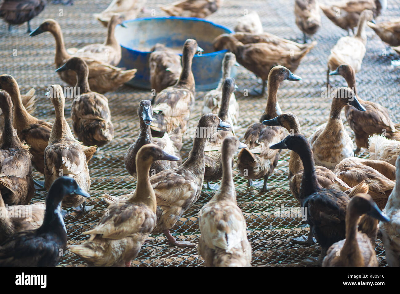 Group of ducks in farm, traditional farming in Thailand, animal farm ...