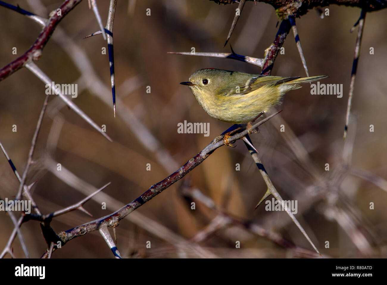 Ruby-Crowned Kinglet (Regulus calendula) perched in thorny tree Stock ...