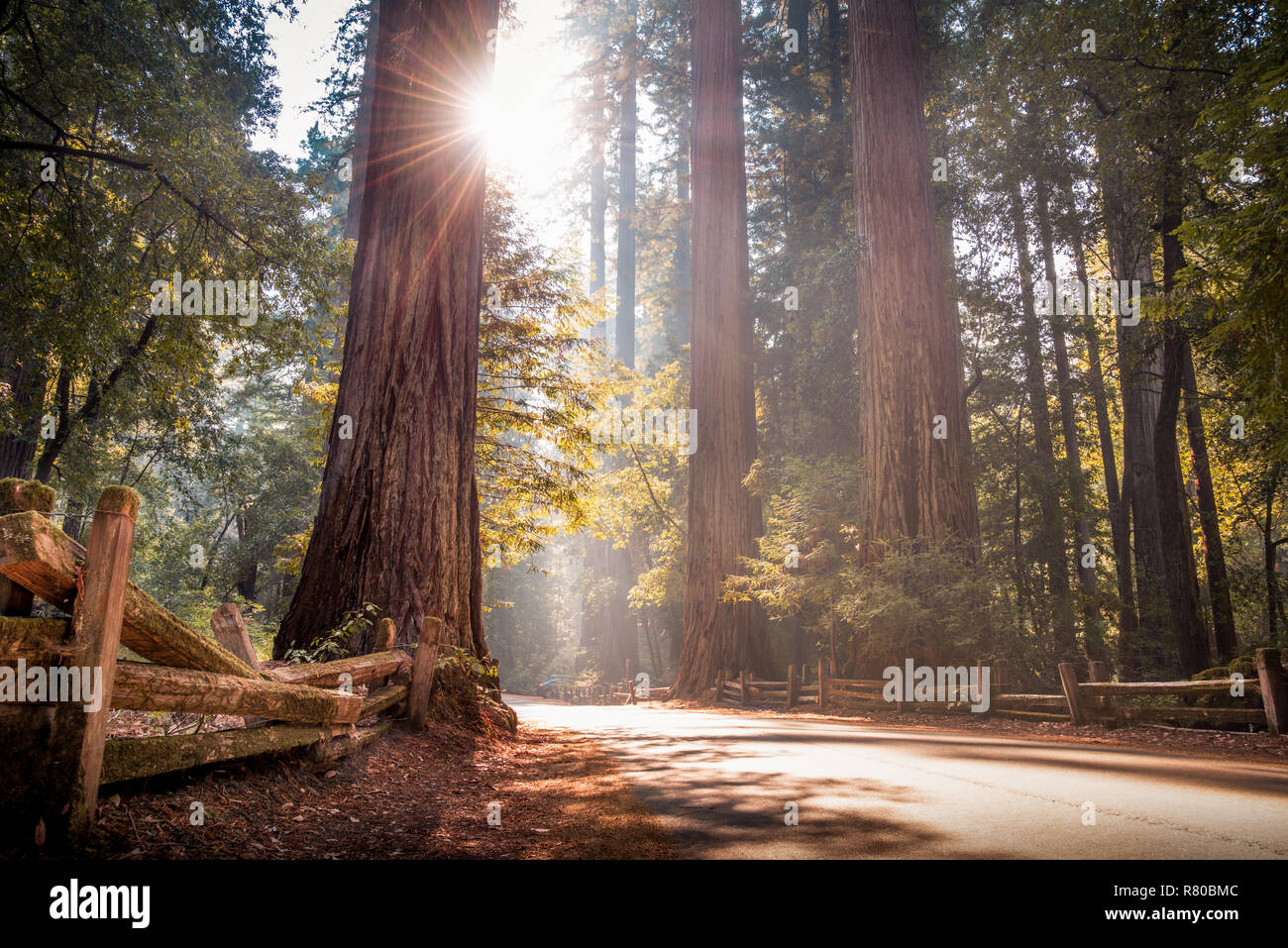 Redwood trees in Big Basin State Park, California Stock Photo - Alamy