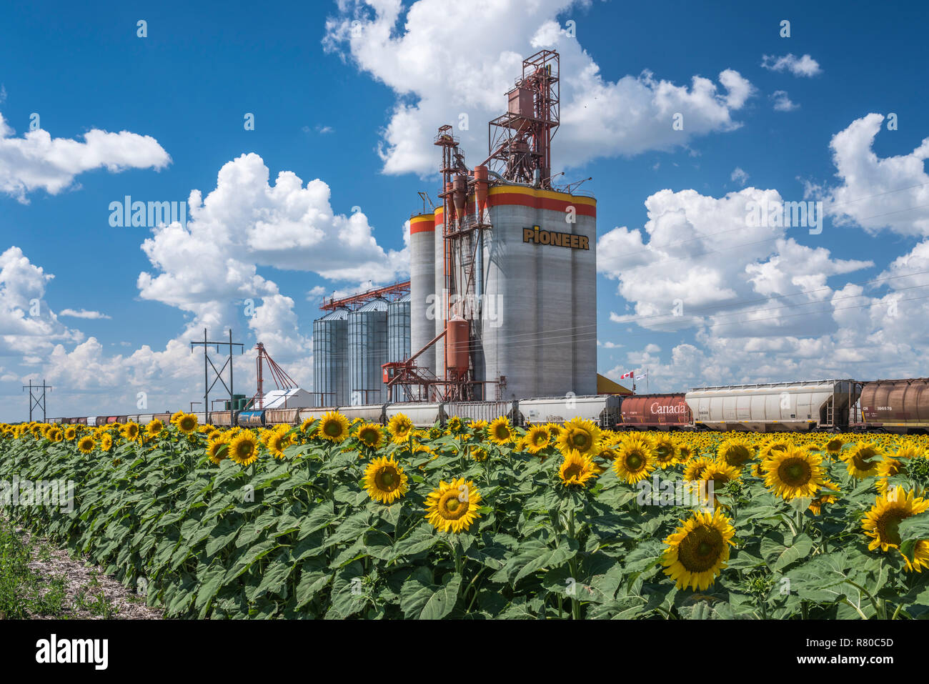 A Pioneer Grain inland grain handling terminal and a blooming sunflower ...