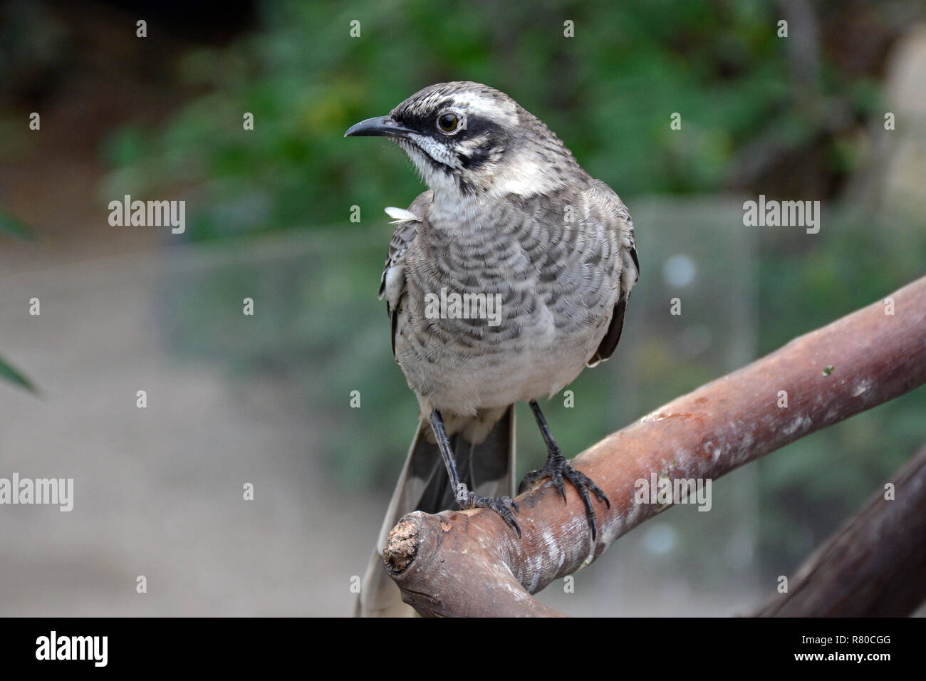 Long-tailed mockingbird sitting on branch Stock Photo - Alamy