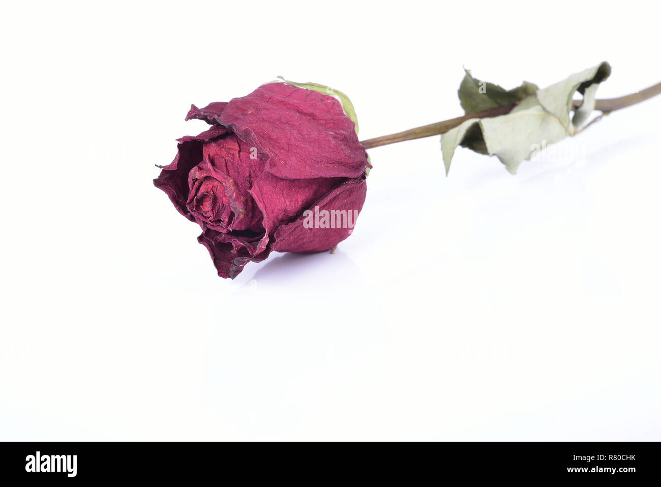 dry rose isolated on white background Stock Photo - Alamy