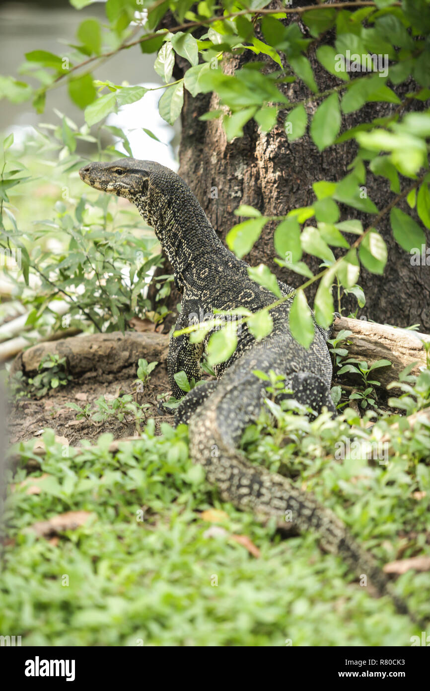 Varanus salvator, commonly known as water monitor or common water ...