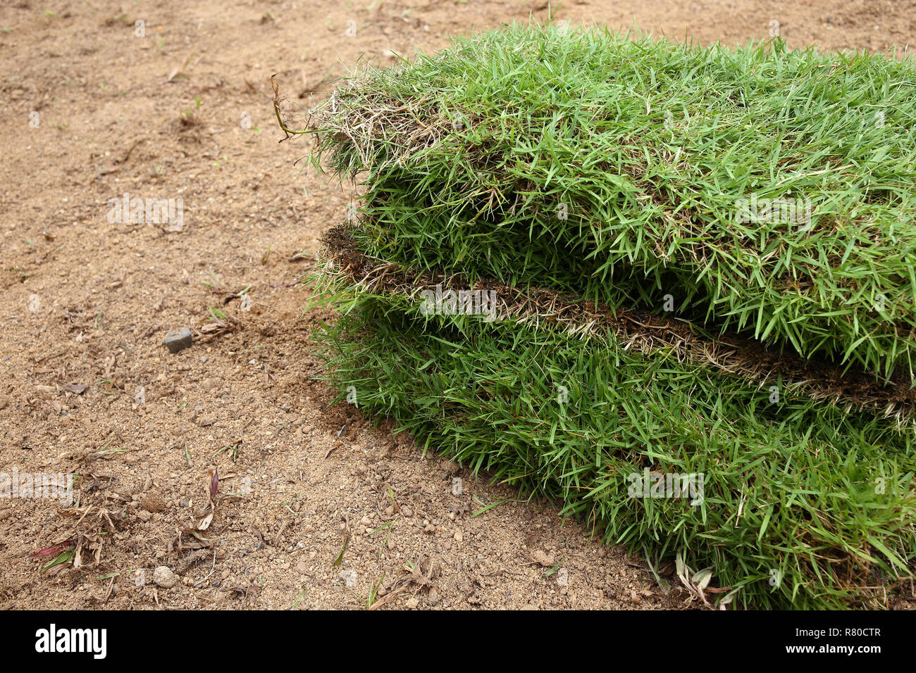 New grass, planting new sod grass in the garden Stock Photo - Alamy