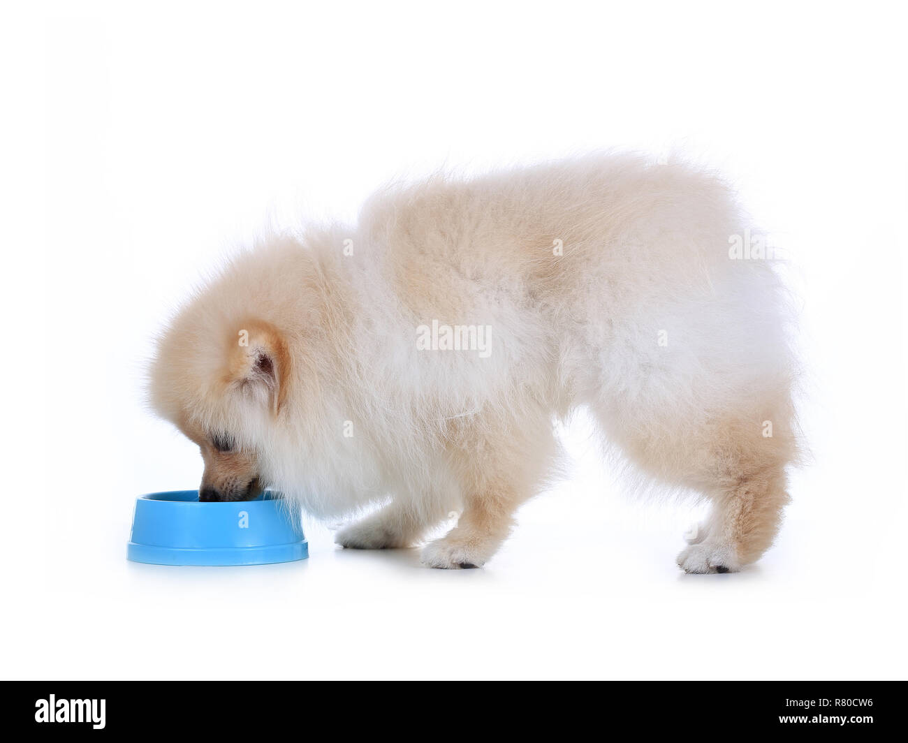 How Many Times Should A Pomeranian Eat