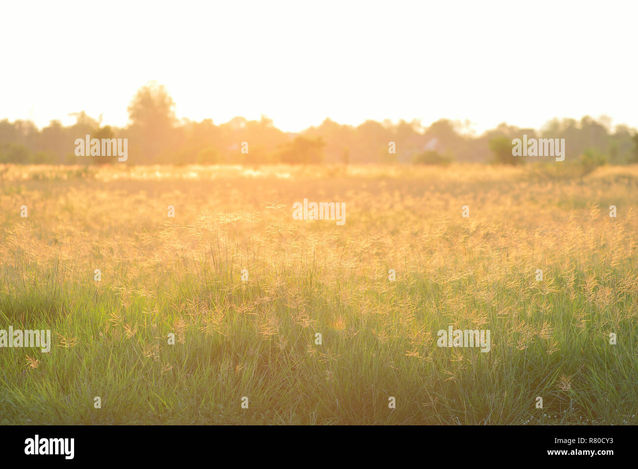 Field background with wild flowers Stock Photo - Alamy