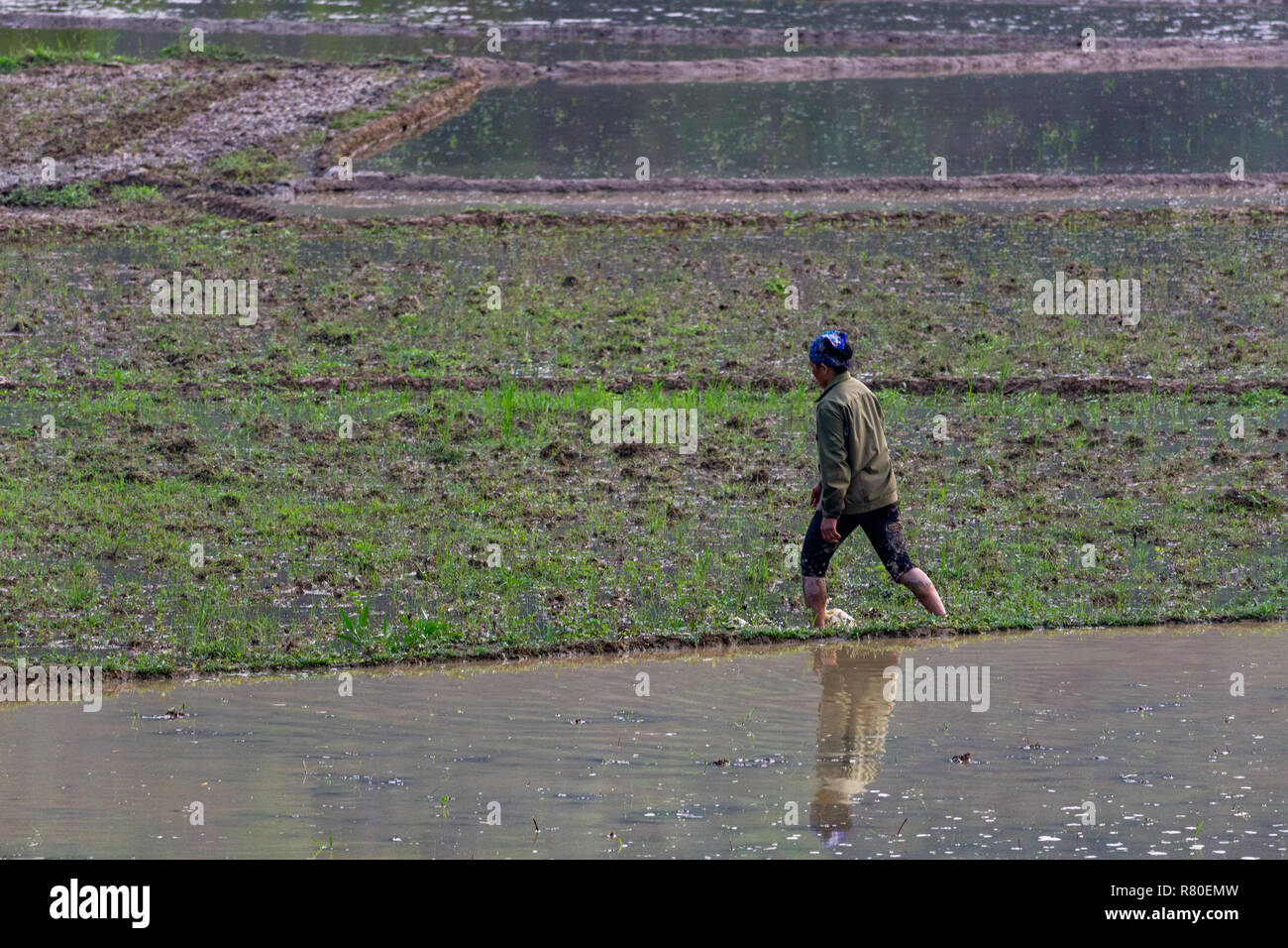 Ha Giang, Vietnam - March 18, 2018: Barefoot local woman working in a ...