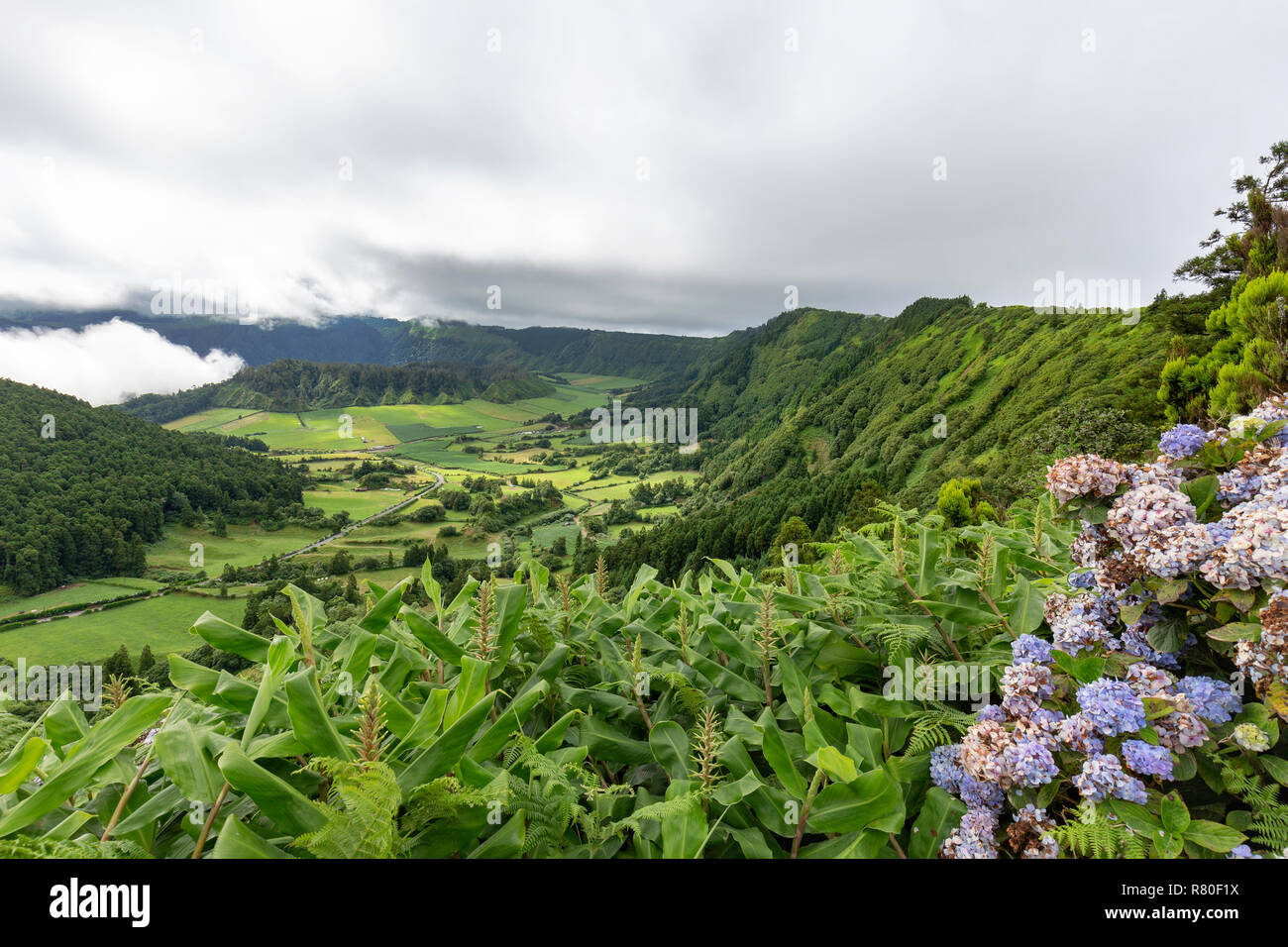 Blue hydrangeas and lush plants with the Seca Caldera in the distance ...