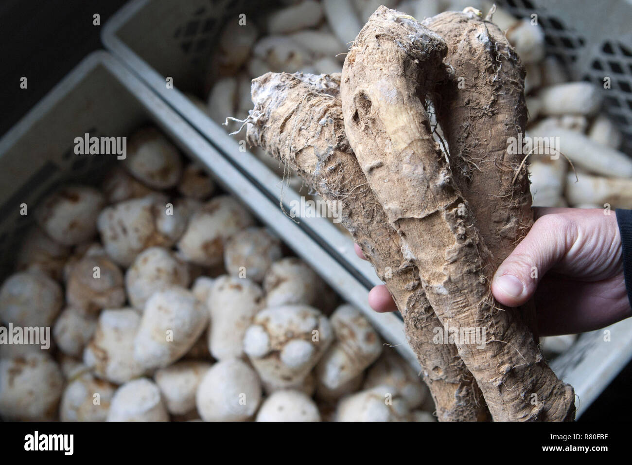Radish cultivation hi-res stock photography and images - Alamy