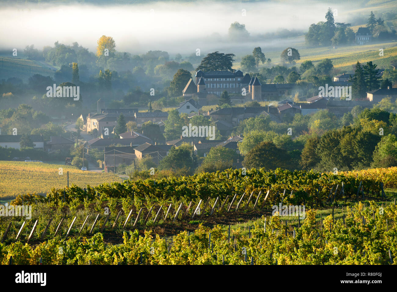 Chasselas (central-eastern France). Rural landscape with vineyards and ...