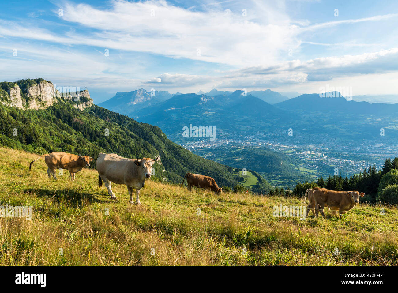 Herd of Tarentaise cows in a field on the site of Le-Sire, near the ski ...
