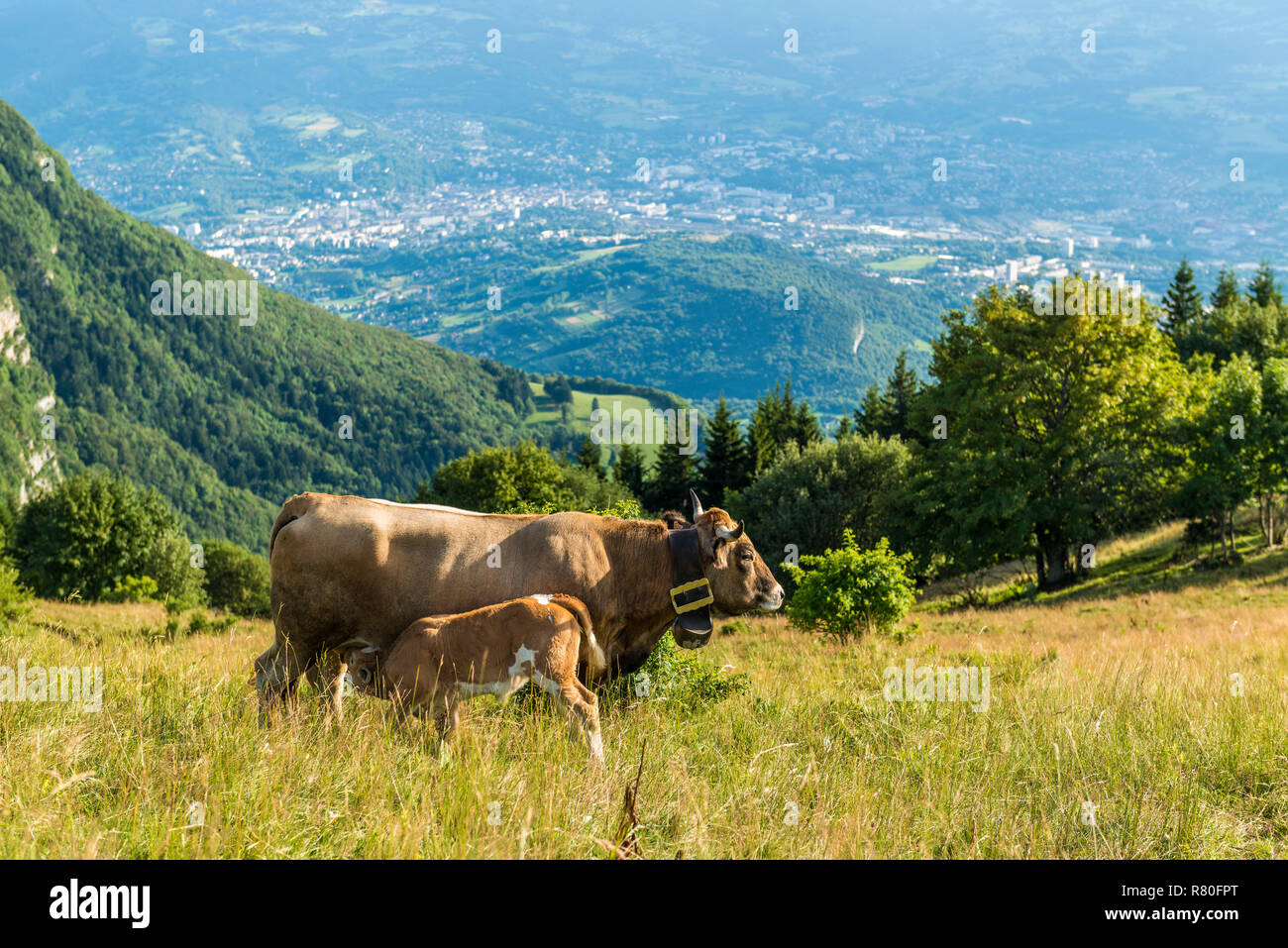 Tarentaise cow hi-res stock photography and images - Alamy