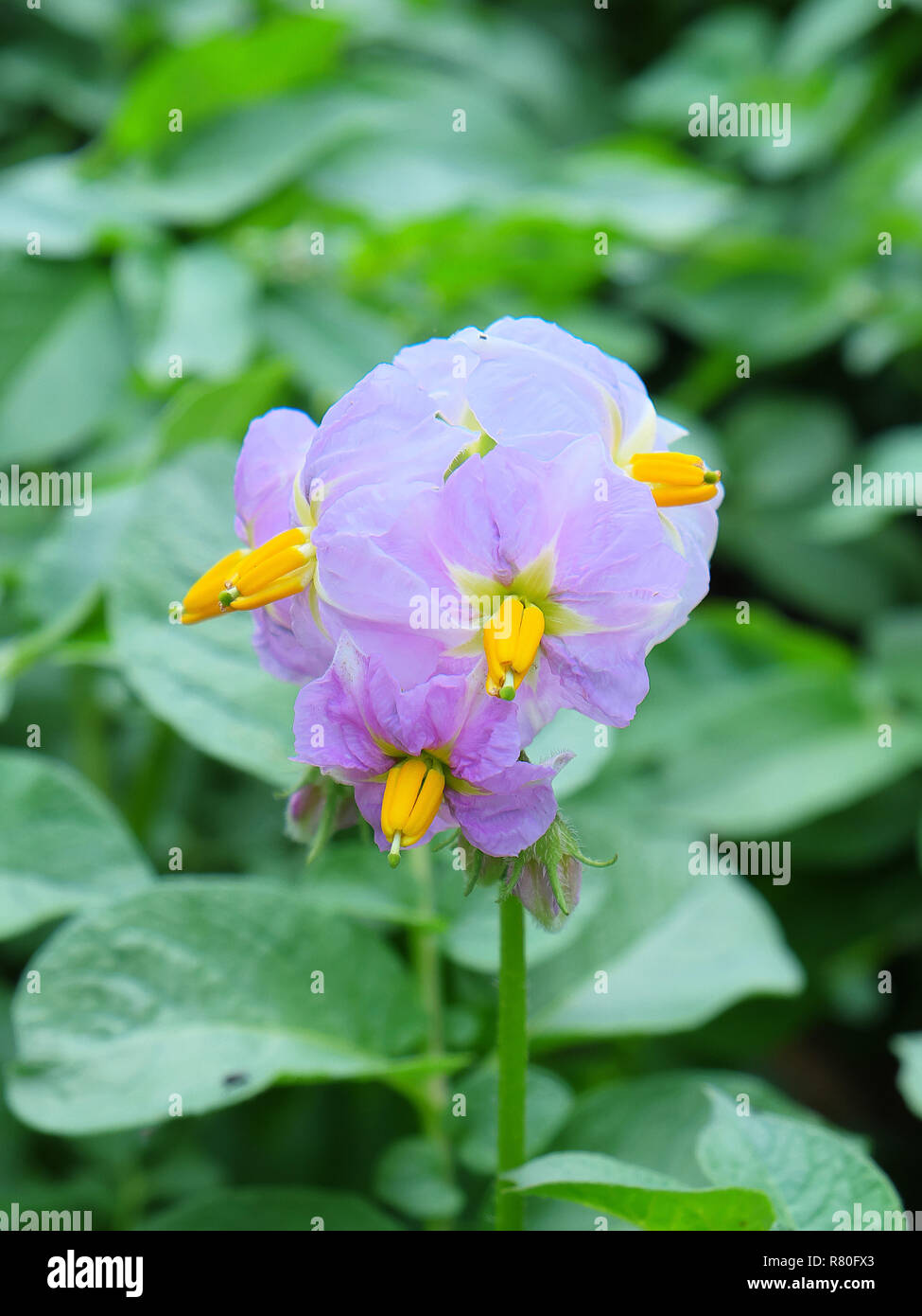 Potato cultivation hi-res stock photography and images - Alamy