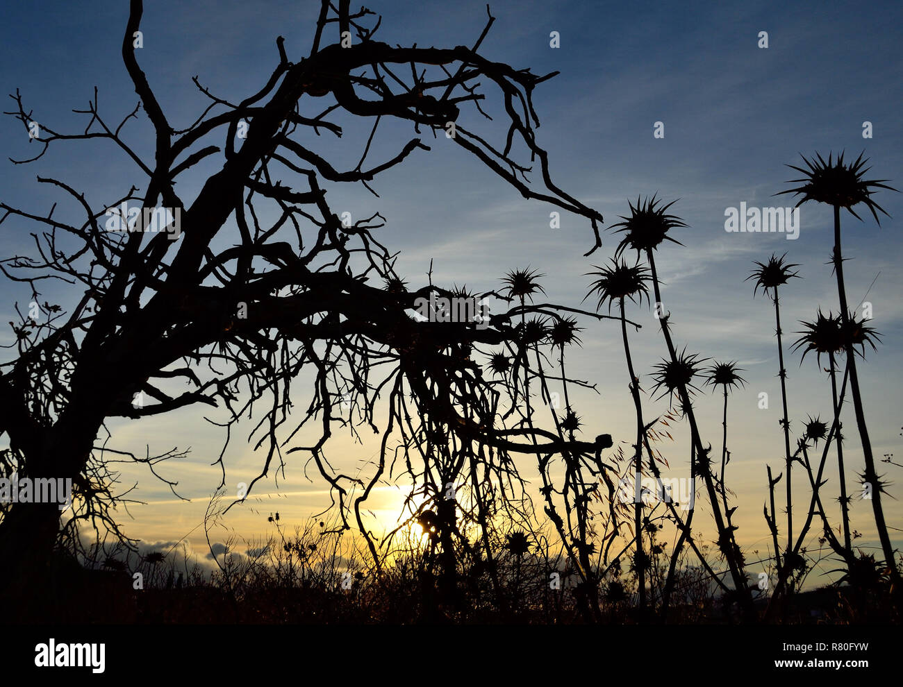Thistle flowers and dry tree with the sky in the background during the ...