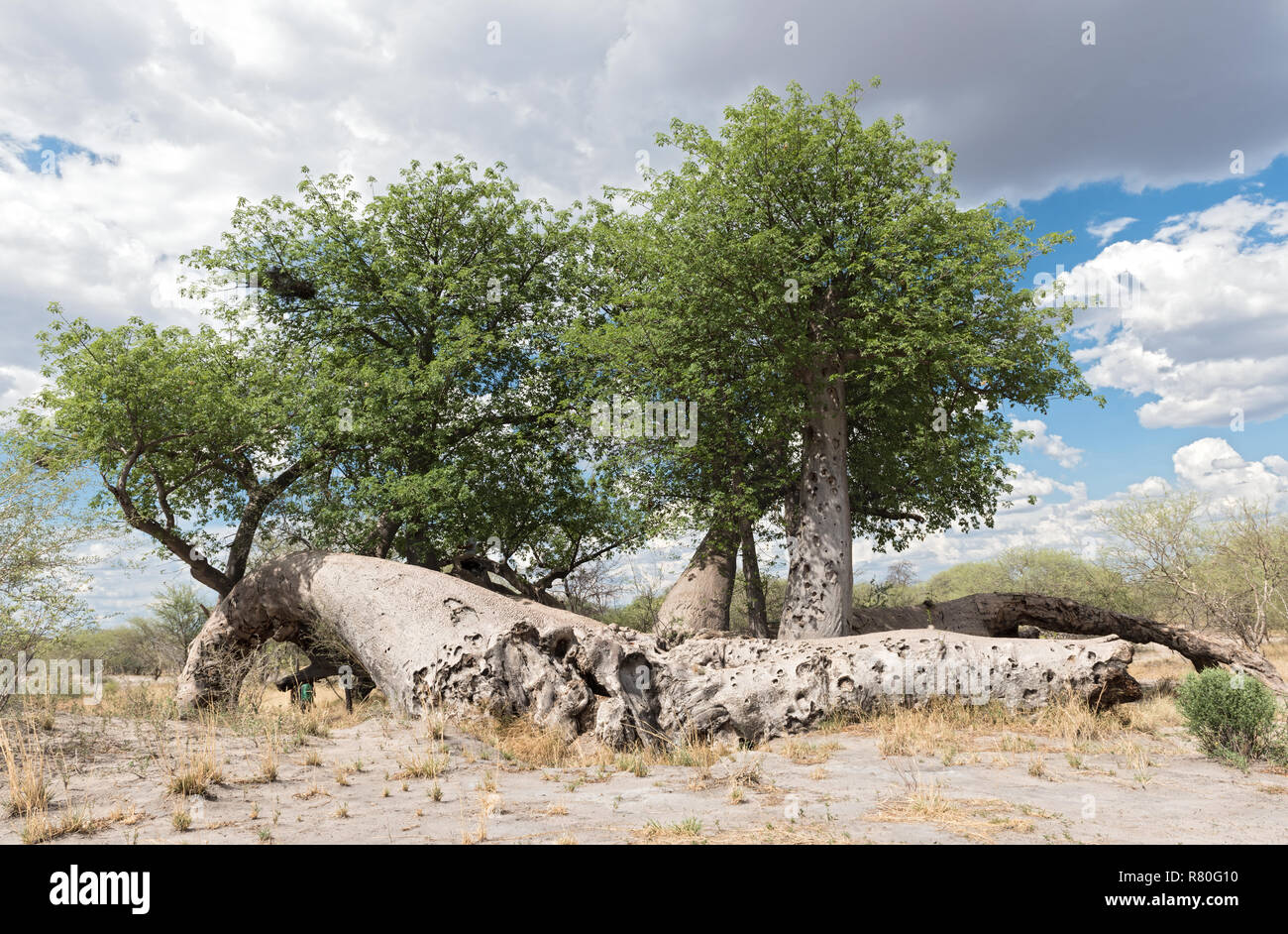 Baobab Tree High Resolution Stock Photography and Images - Alamy