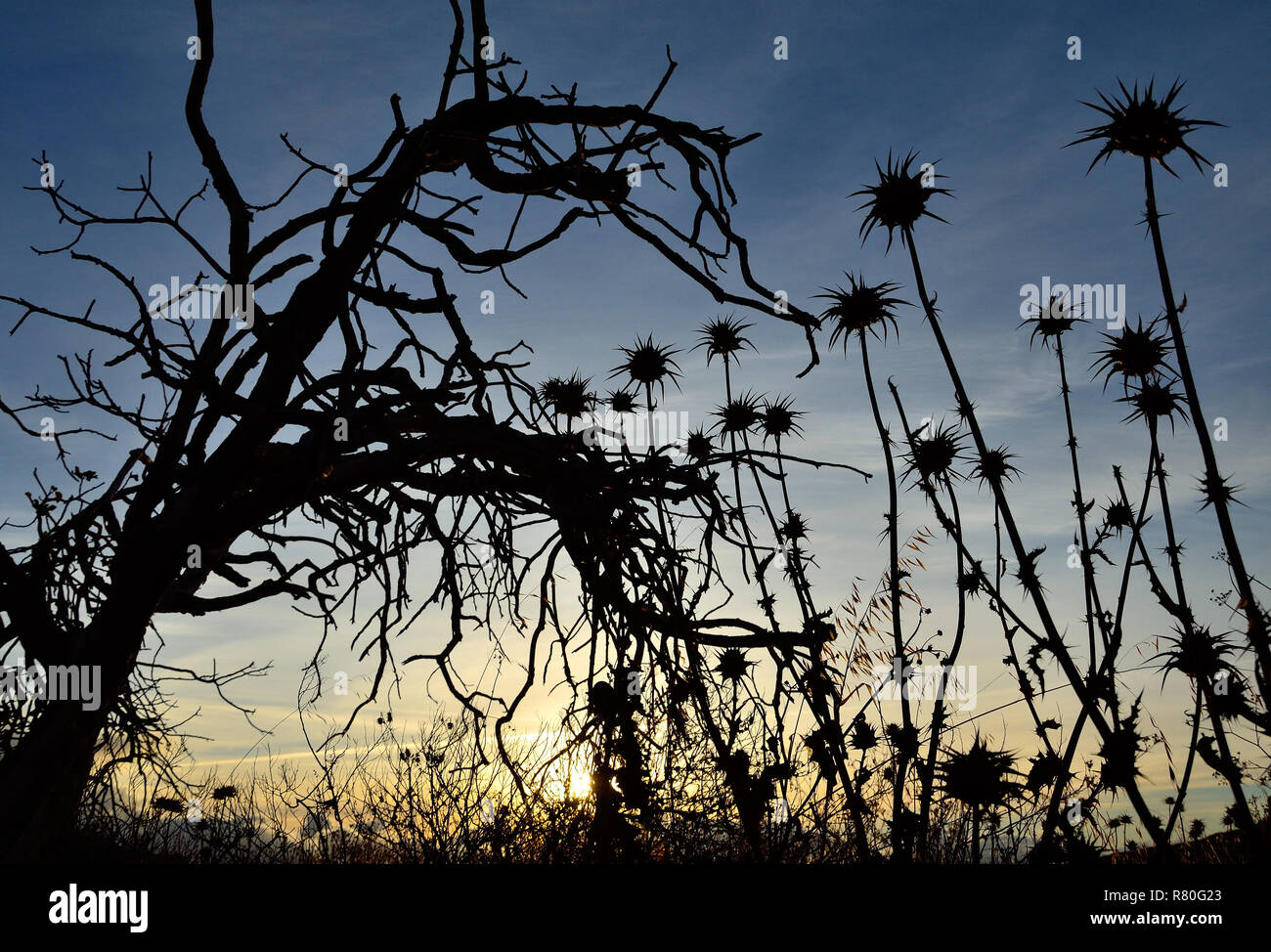 Backlit thistle flowers and dry tree at sunrise with the sky in the ...