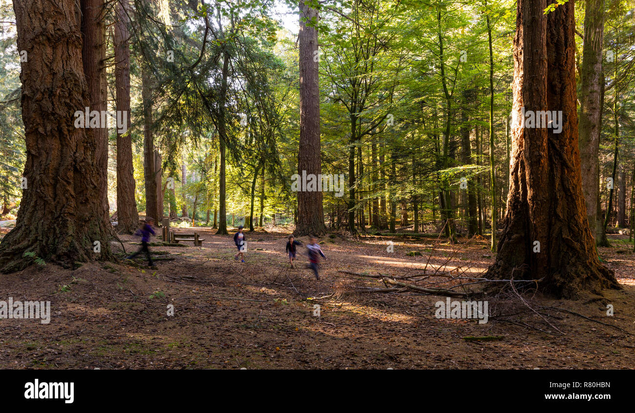 Lyndhurst england hi-res stock photography and images - Alamy