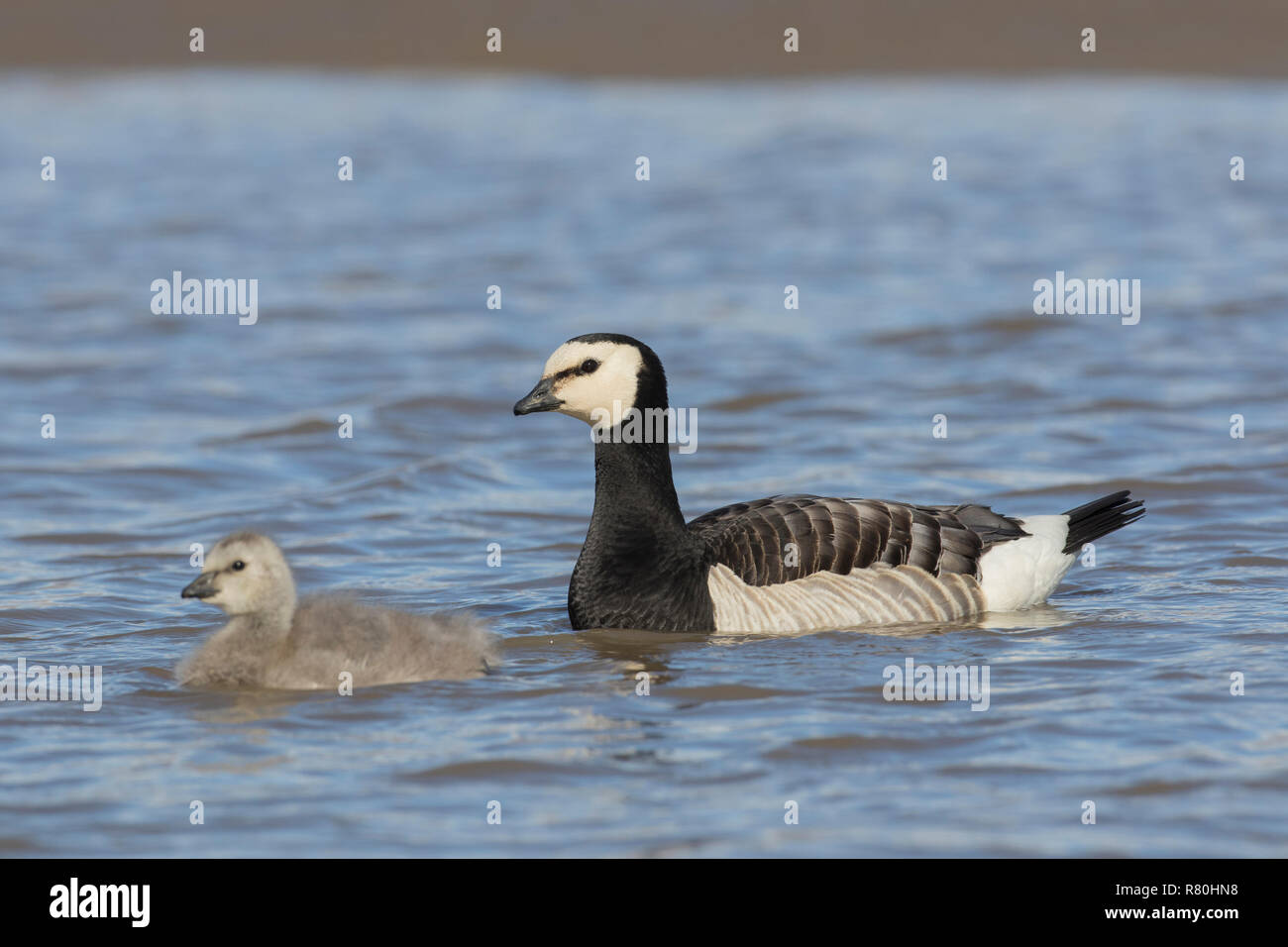 Barnacle Goose (Branta leucopsis). Adult and chick swimming. Svalbard ...