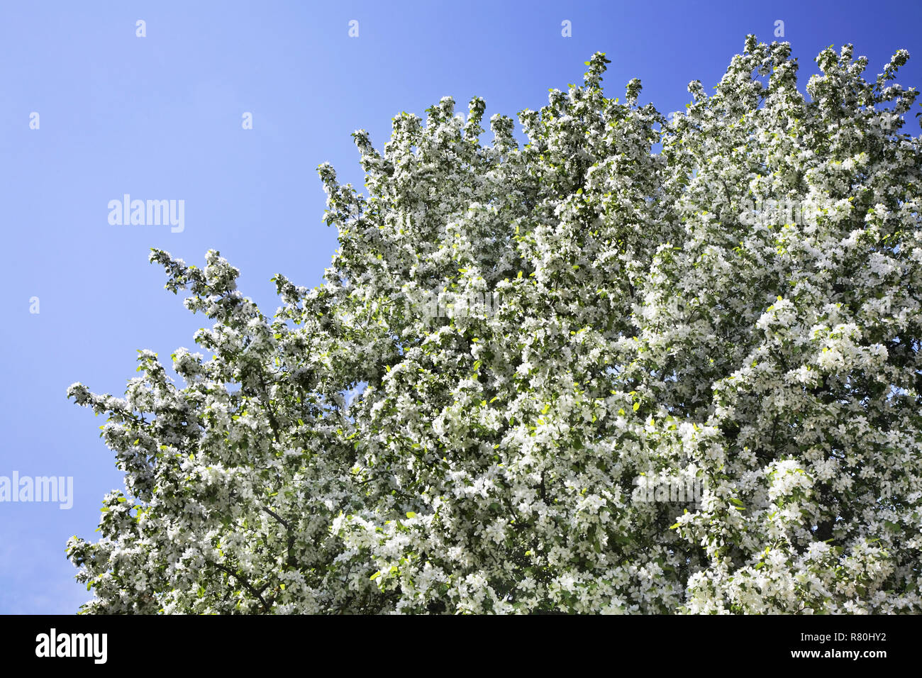 Cherry blossoms in Tarusa. Russia Stock Photo - Alamy