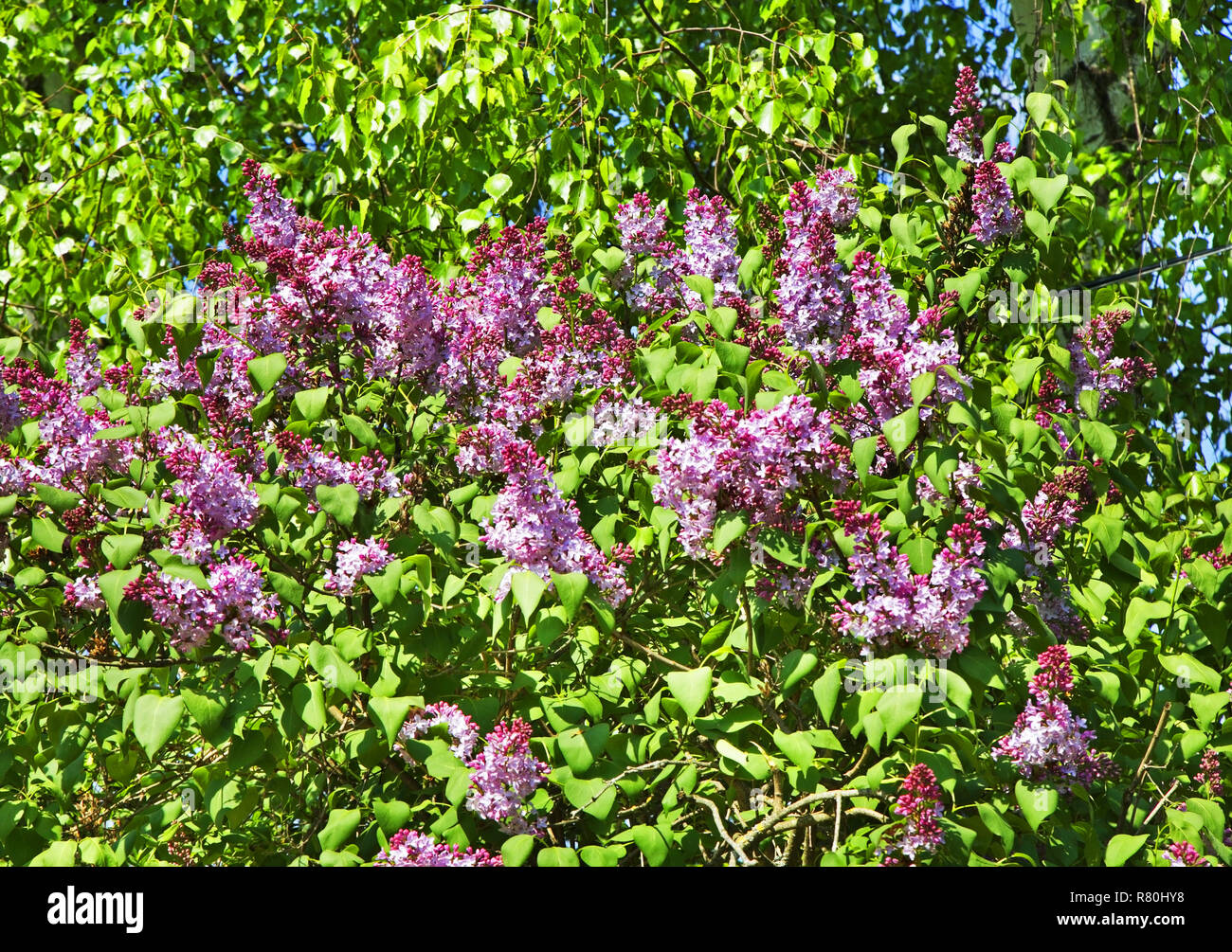 Tarussa hi-res stock photography and images - Alamy