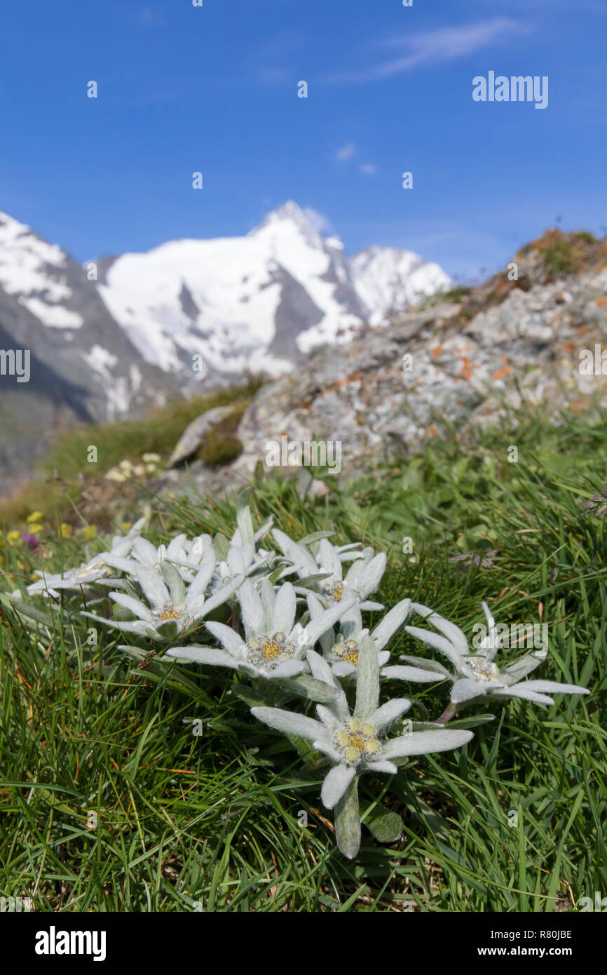 Edelweiss (Leontopodium nivale alpinum), flowering plant with the ...