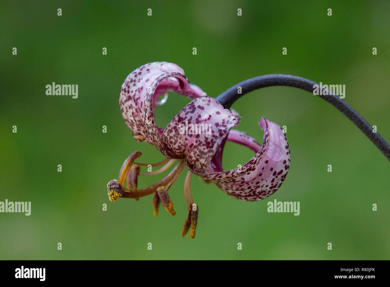 Turk's Cap, Martagon Lily (Lilium martagon), flower. Hohe Tauern ...
