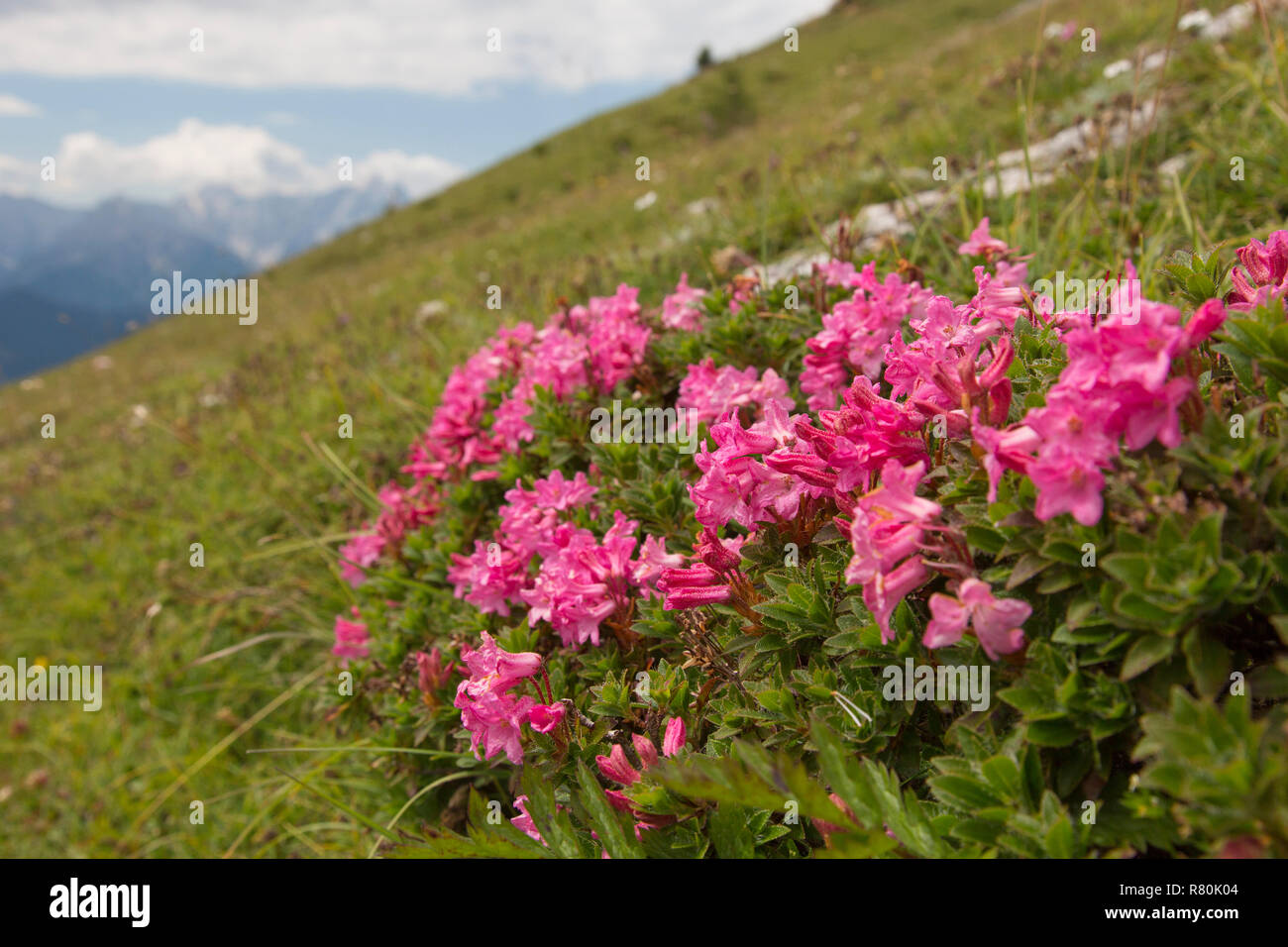 Rusty-leaved Alpenrose (Rhododendron ferrugineum), flowering plants ...