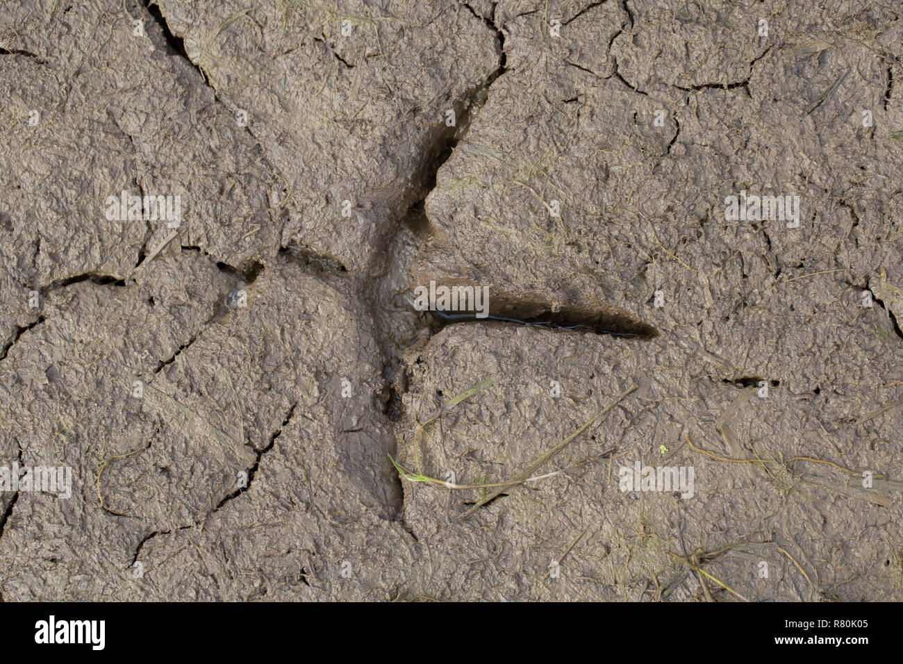 Footprints in mud hi-res stock photography and images - Alamy